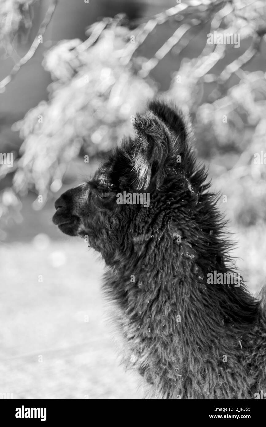 Gray scale hi-res stock photography and images - Alamy