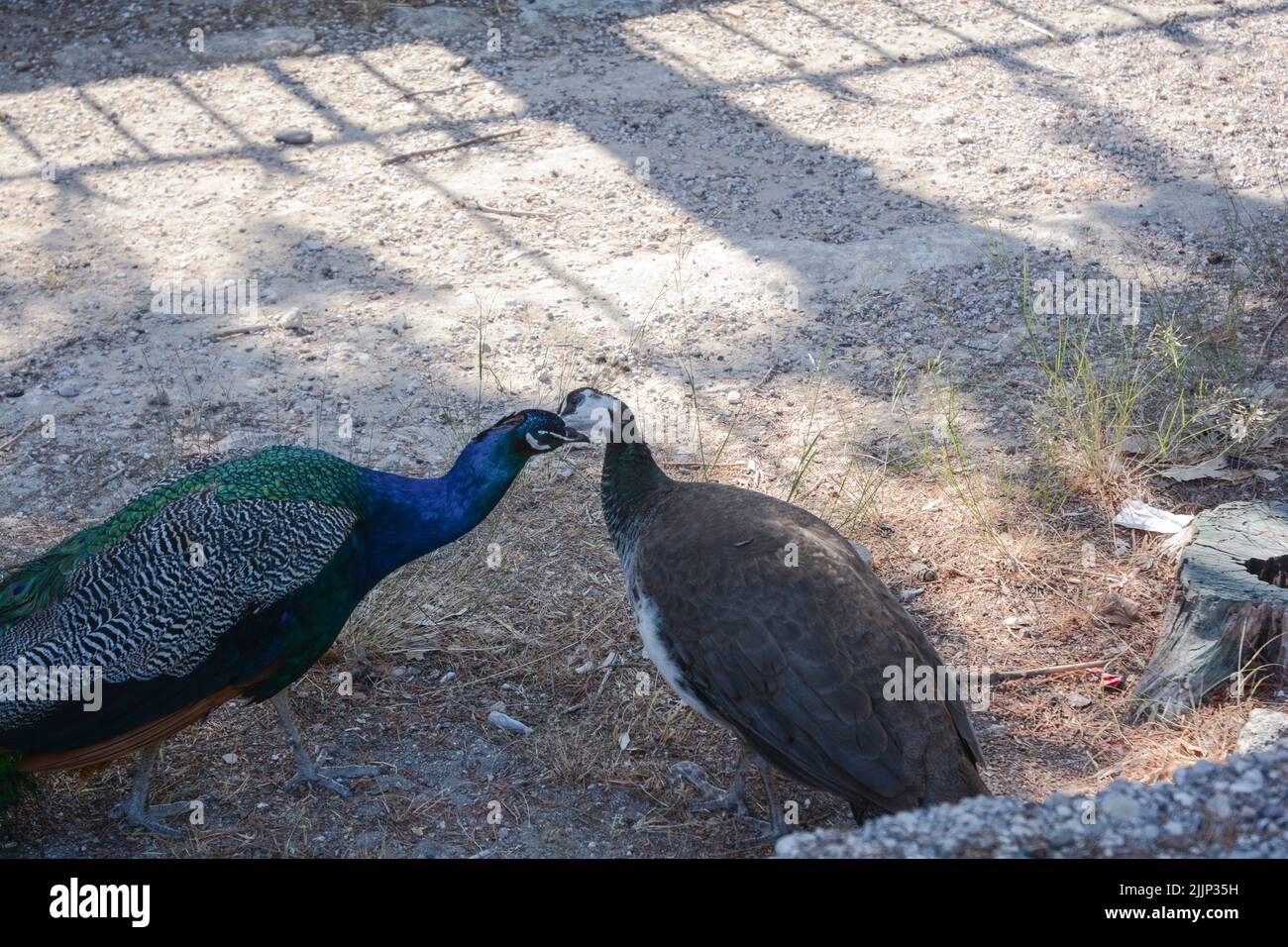 Caring partners hi-res stock photography and images - Alamy