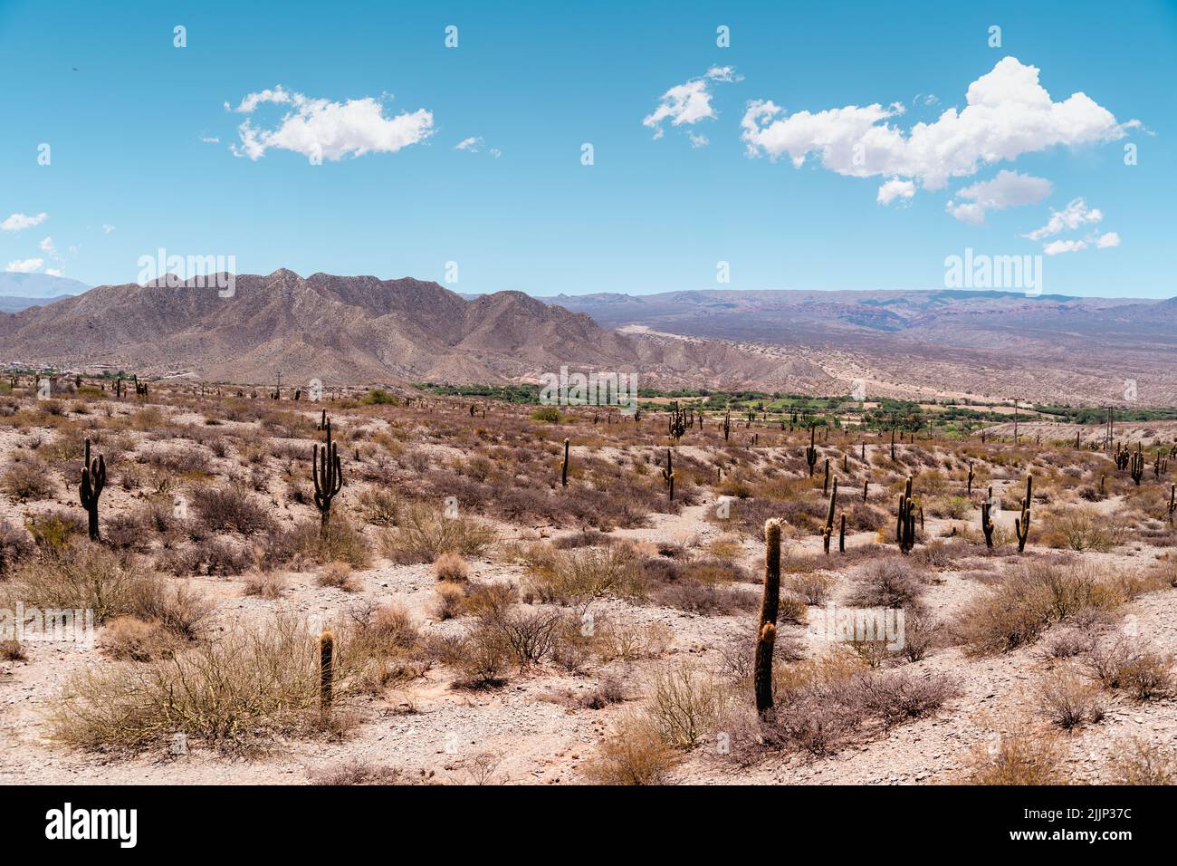 A stunning view of the Saguaro National Park in Pima County ...