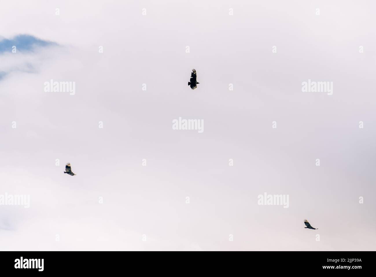 Closeup flying birds hi-res stock photography and images - Alamy
