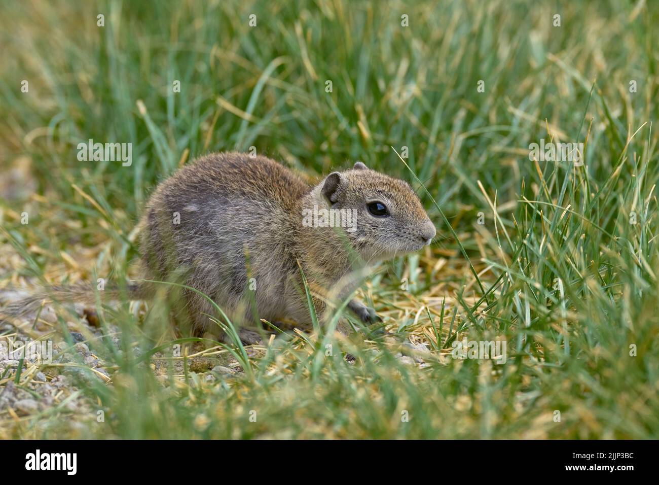 Belding's Ground Squirrel (Urocitellus balding), Mono County California ...