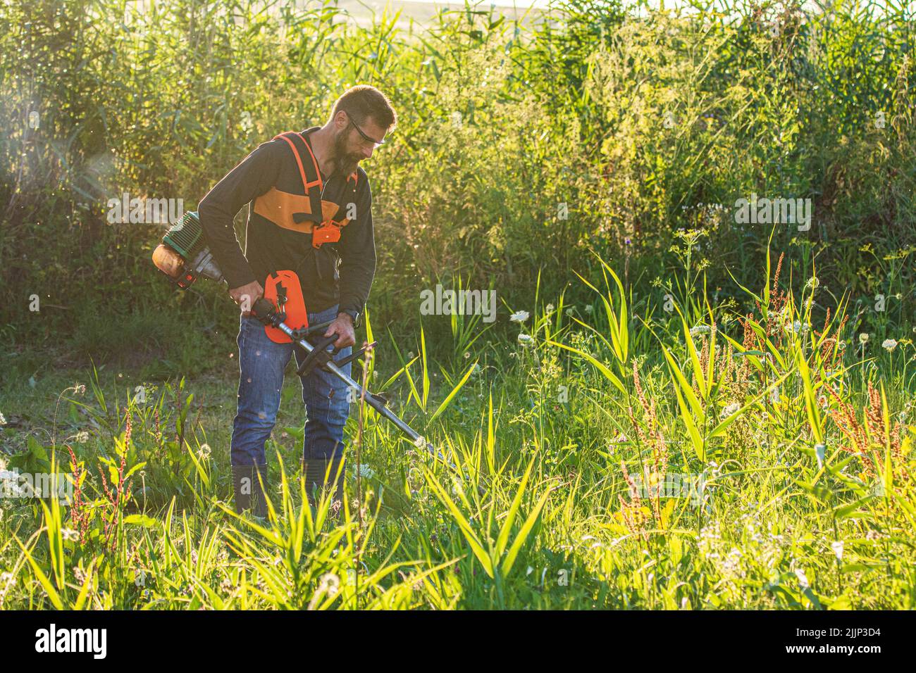 man trimming weed with weed trimmer in summer Stock Photo - Alamy