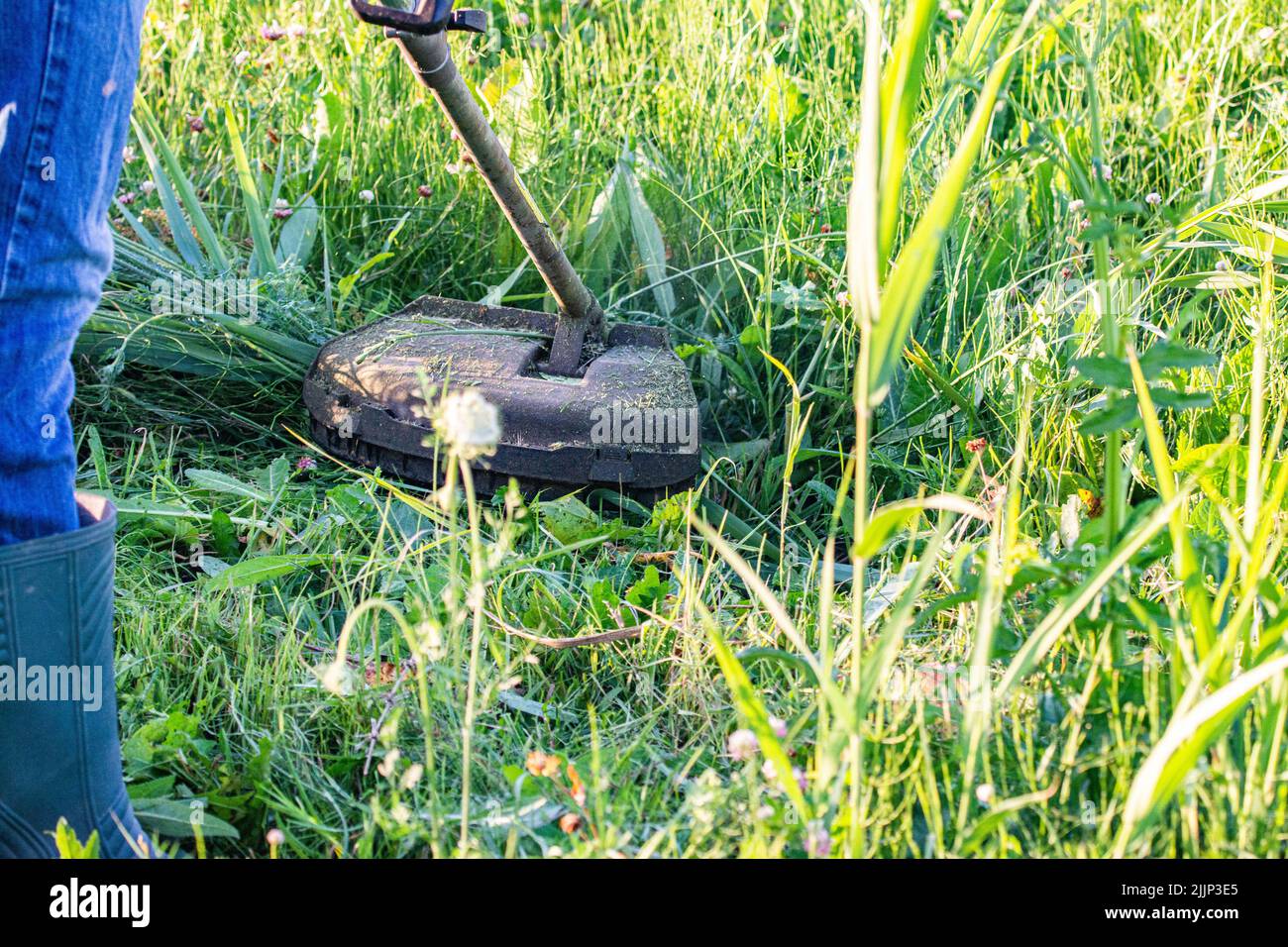 man trimming weed with weed trimmer in summer Stock Photo - Alamy