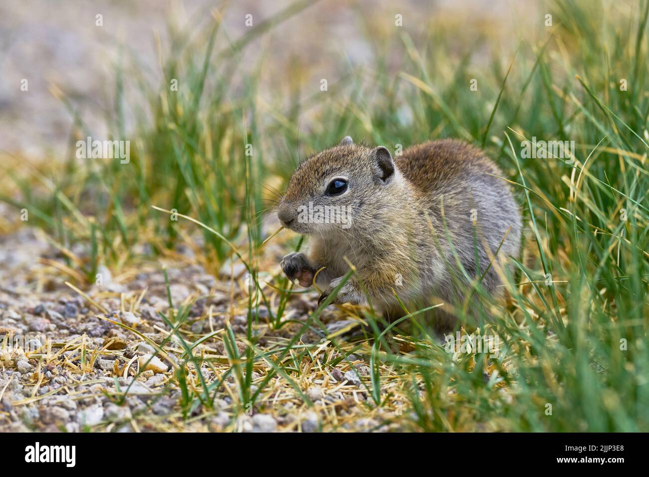 Belding's Ground Squirrel (Urocitellus balding), Mono County California ...