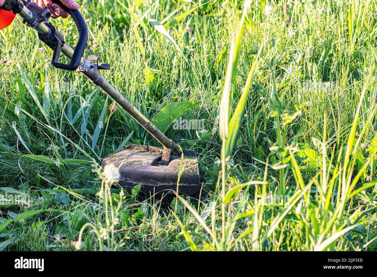 man trimming weed with weed trimmer in summer Stock Photo - Alamy