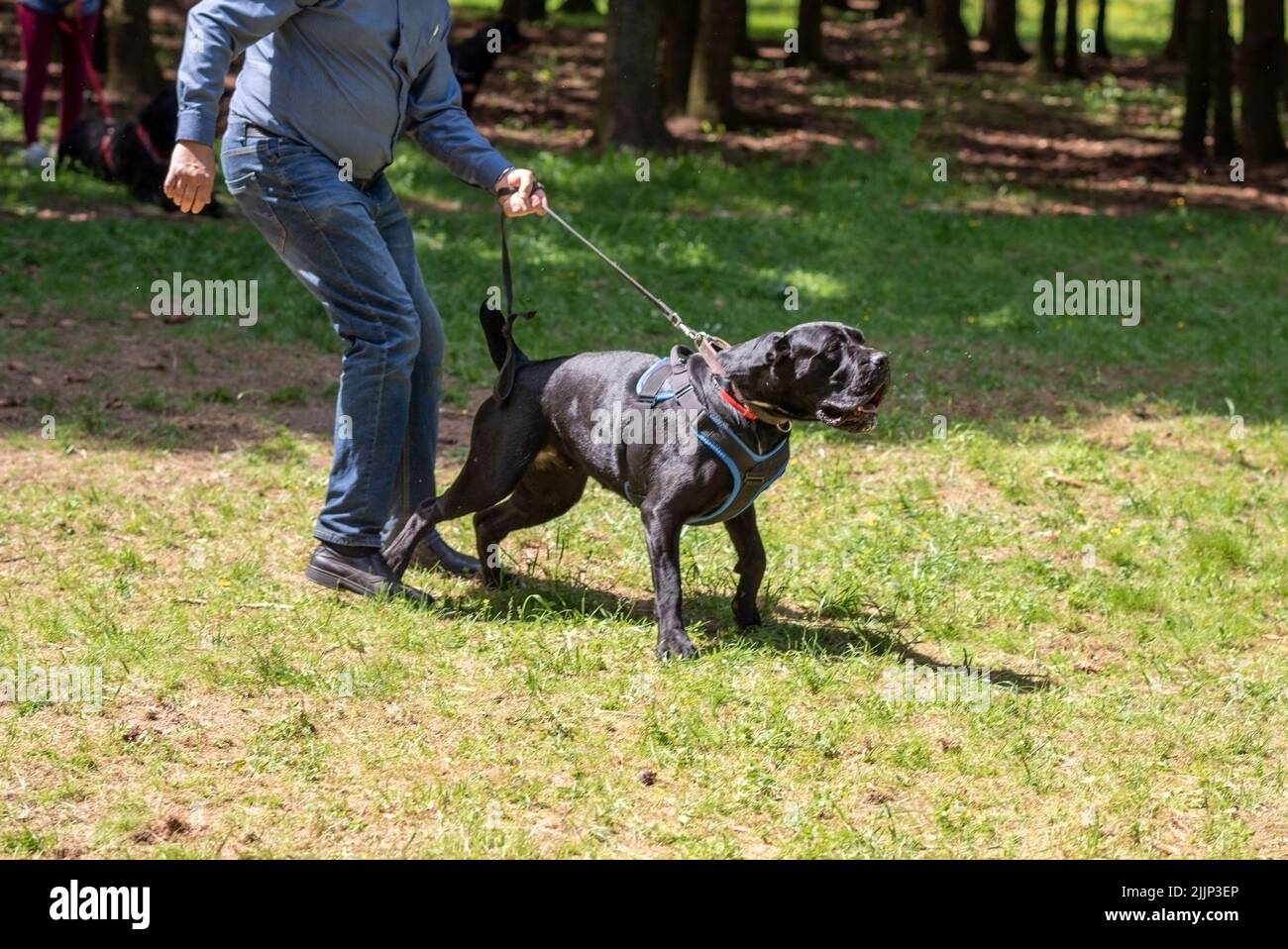 Cane Corso Attack Training