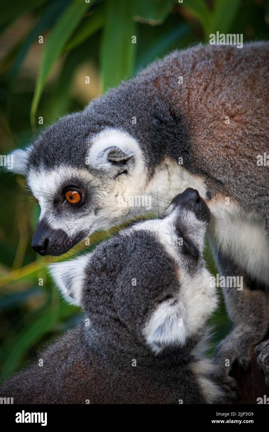 Cute lemurs hi-res stock photography and images - Alamy