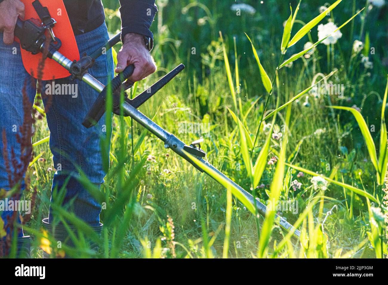 man trimming weed with weed trimmer in summer Stock Photo - Alamy