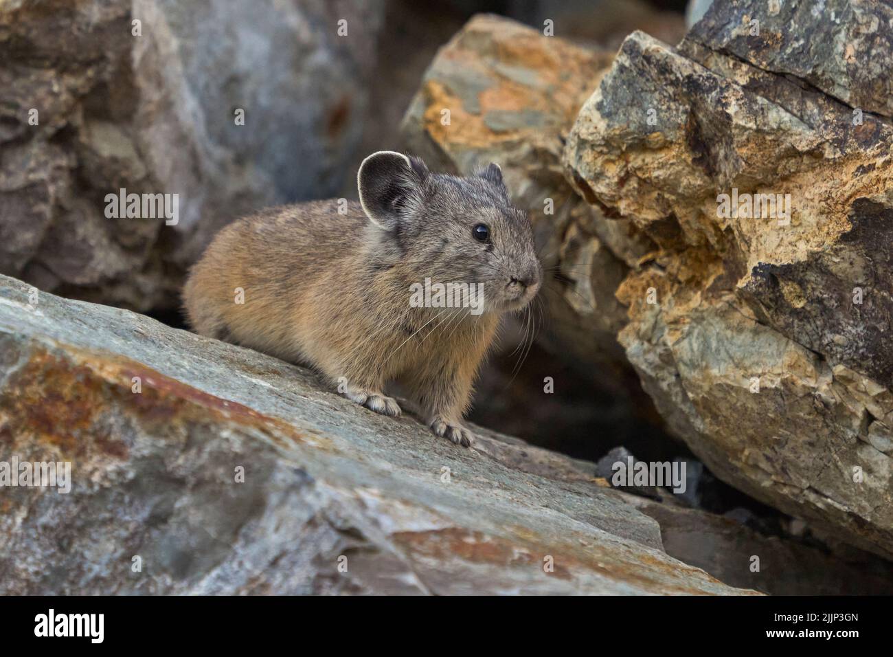American pikas ochotona princeps hi-res stock photography and images ...