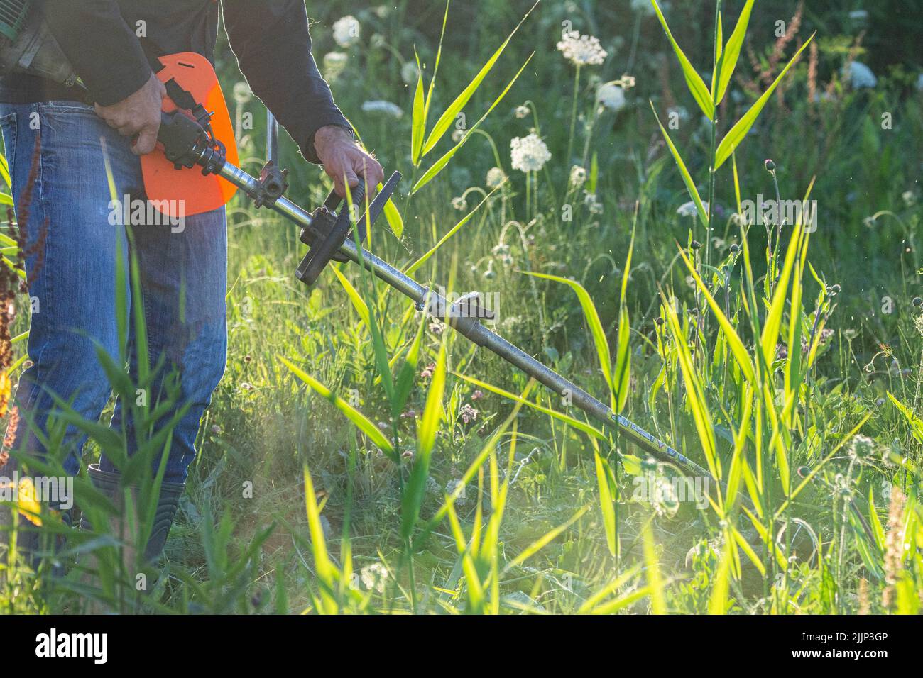 man trimming weed with weed trimmer in summer Stock Photo - Alamy