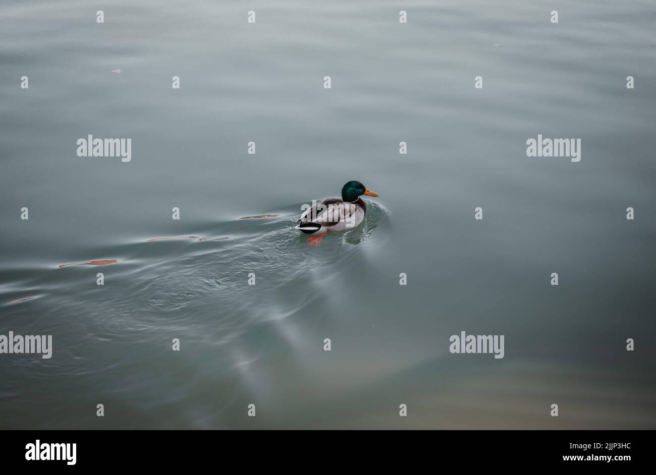 Swim aquatic wildlife hi-res stock photography and images - Alamy