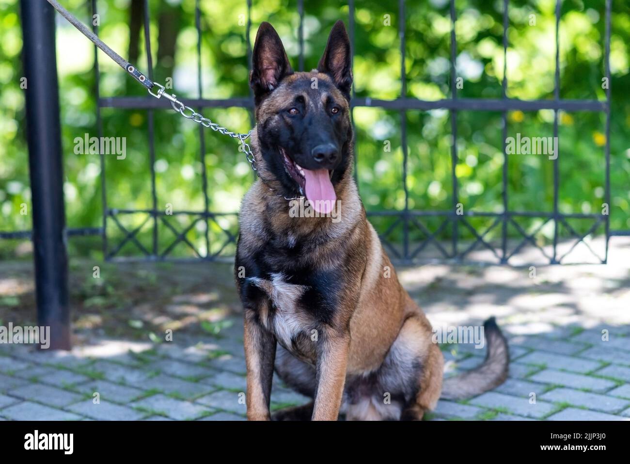Belgian Shepherd, Malinois, on the street in the city Stock Photo - Alamy