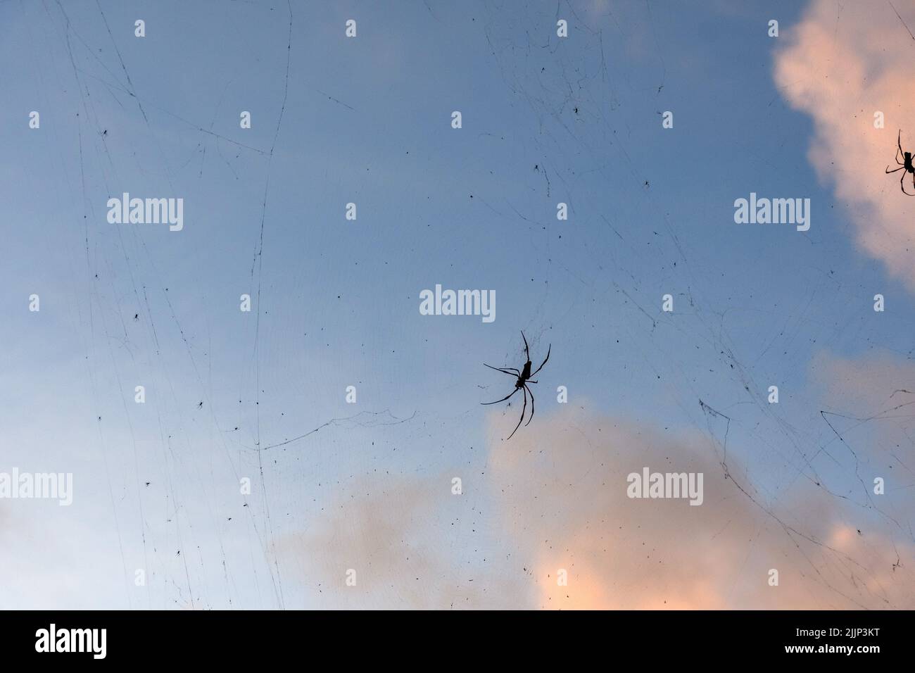 A beautiful shot of a huge black spider on its web Stock Photo - Alamy