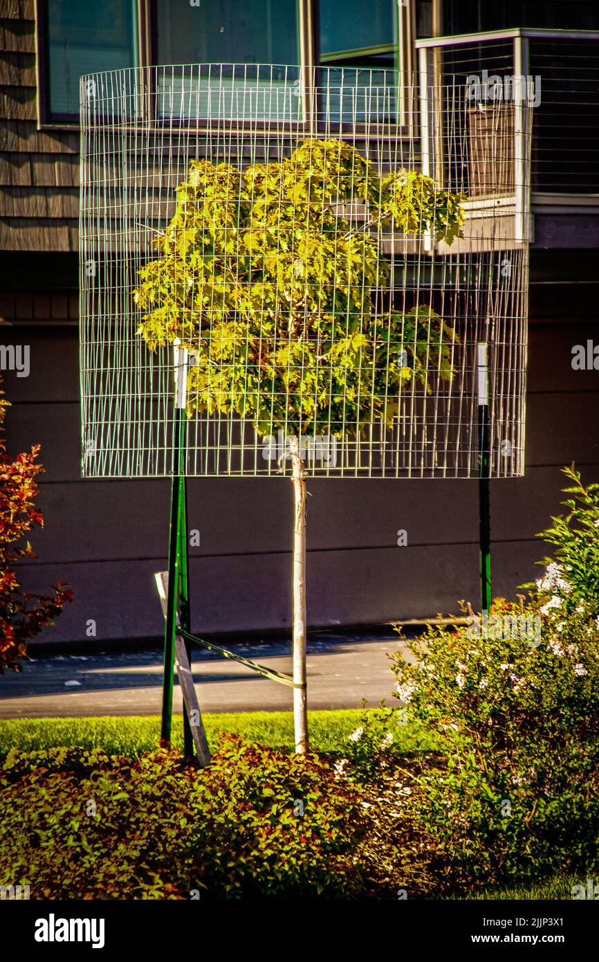 Mesh tree guard around tree hi-res stock photography and images - Alamy