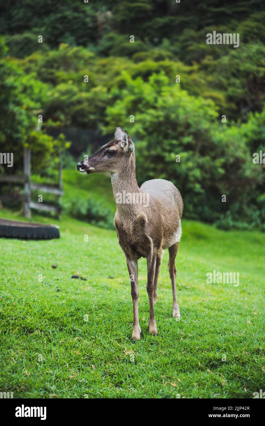 A deer in an ecological park Stock Photo - Alamy