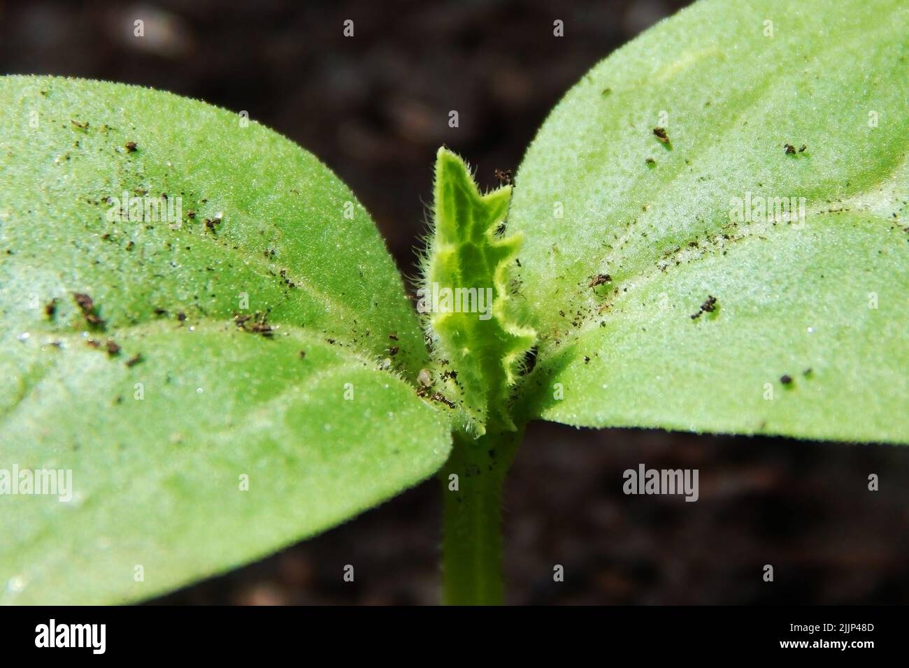 Sprout, cucumber seedling in the ground. High quality photo Stock Photo ...