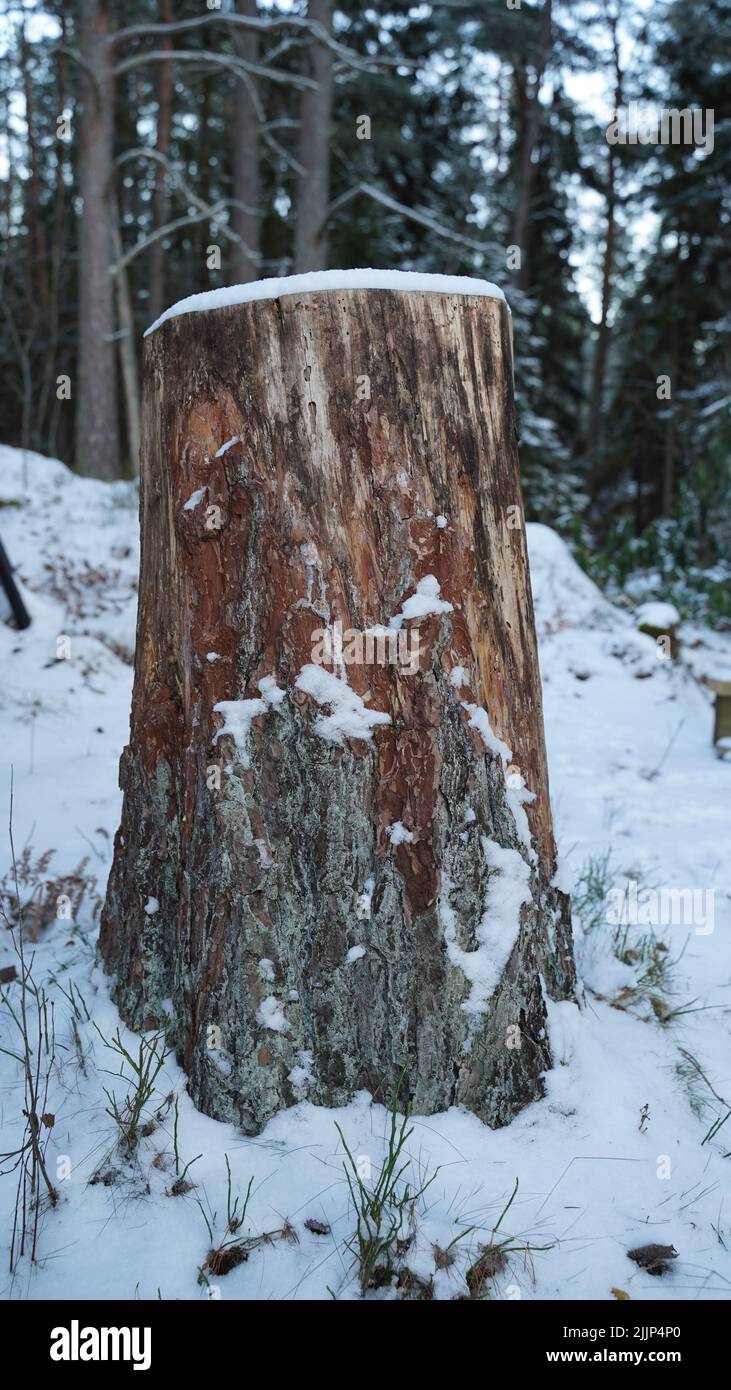 Rustic tree stump hi-res stock photography and images - Alamy