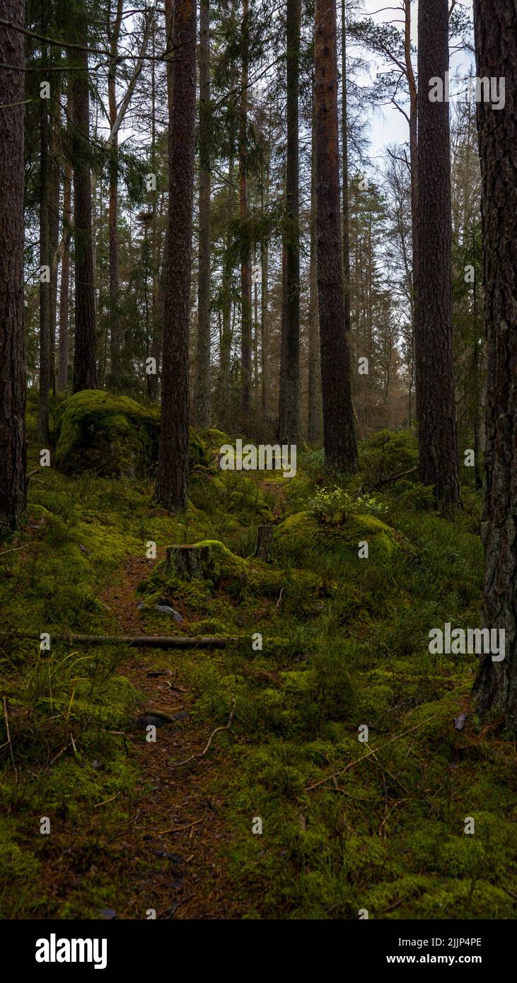 Forest travel exploration hi-res stock photography and images - Alamy