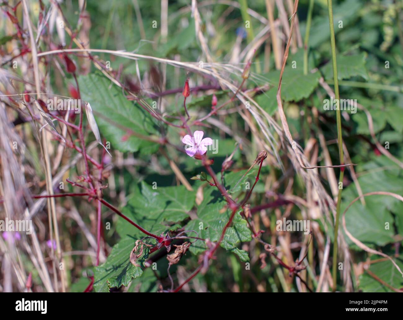 Little wild flower hi-res stock photography and images - Alamy