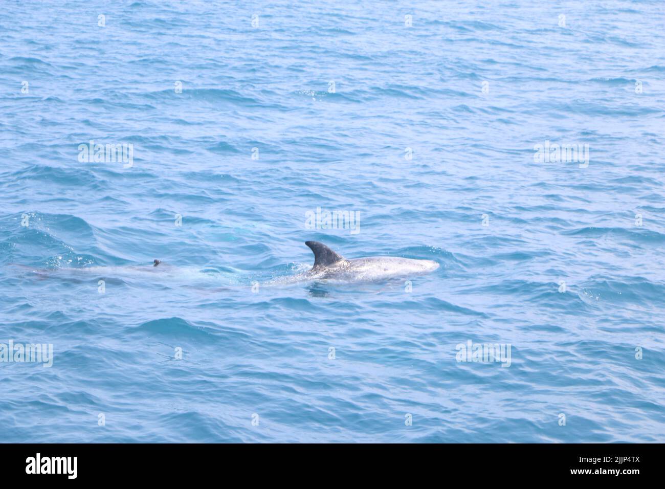 A dolphin floating in blue calm sea surface Stock Photo - Alamy
