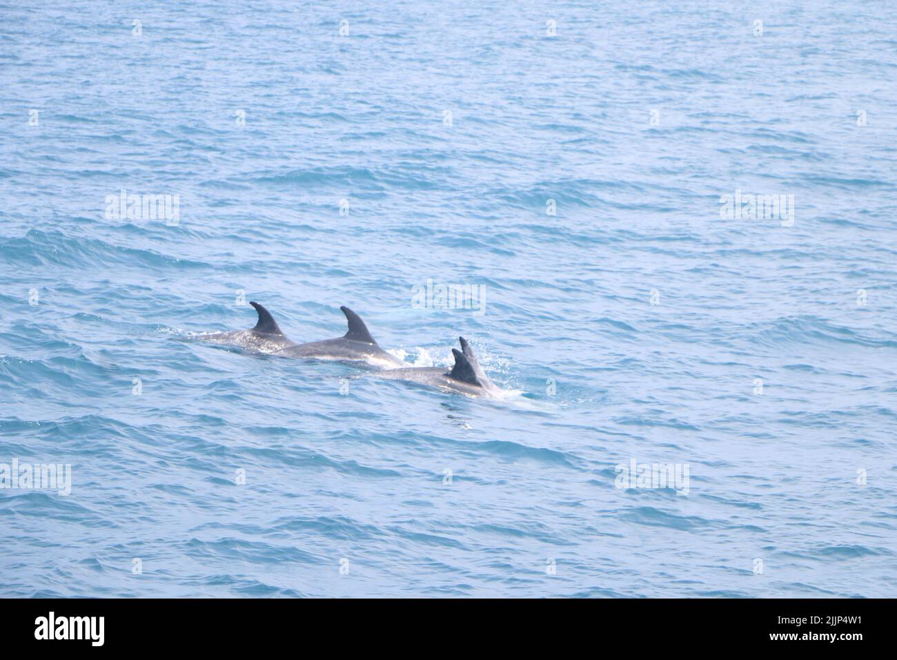 A dolphins floating in blue calm sea surface Stock Photo - Alamy