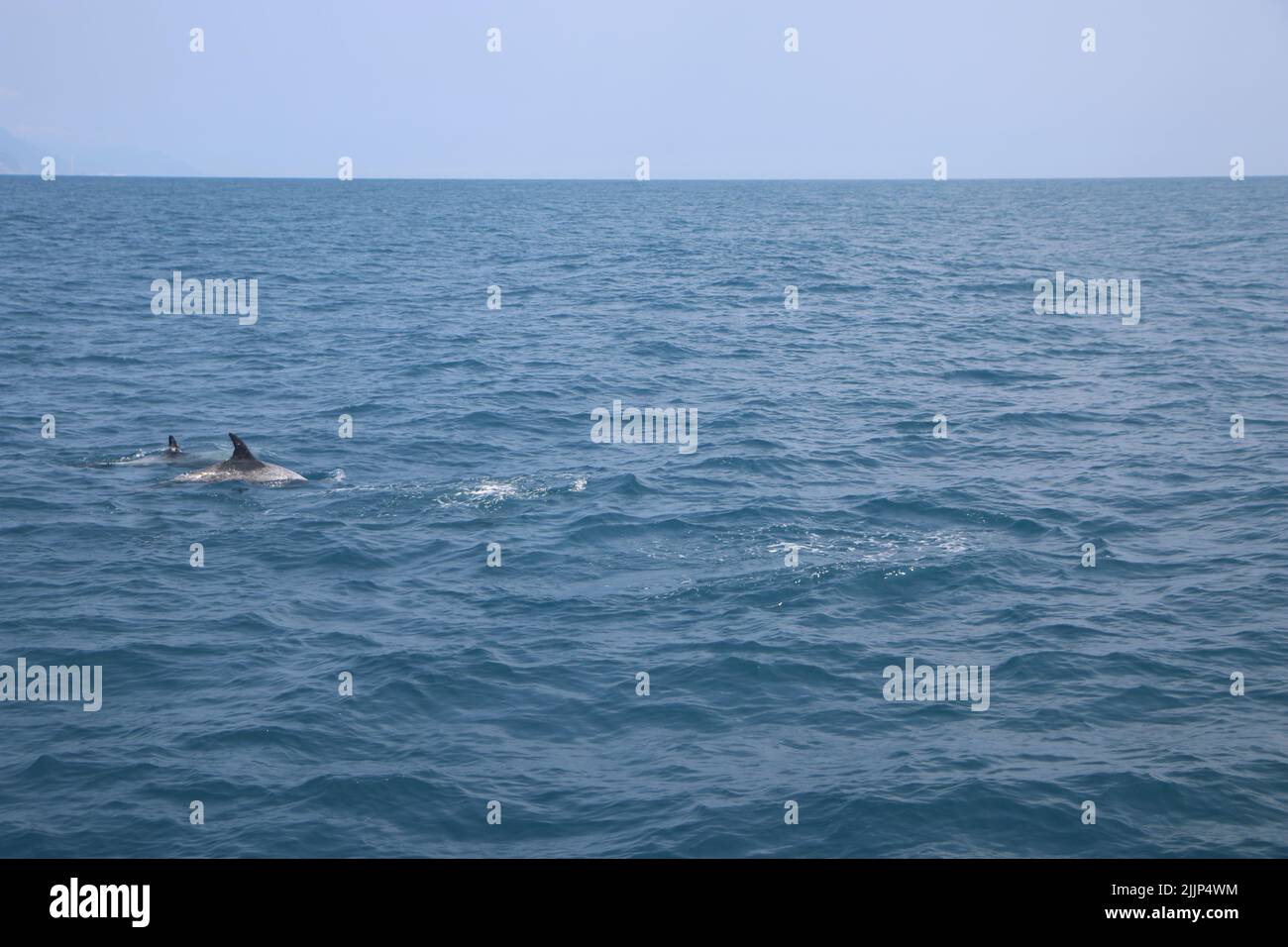 A dolphins floating in blue calm sea surface Stock Photo - Alamy