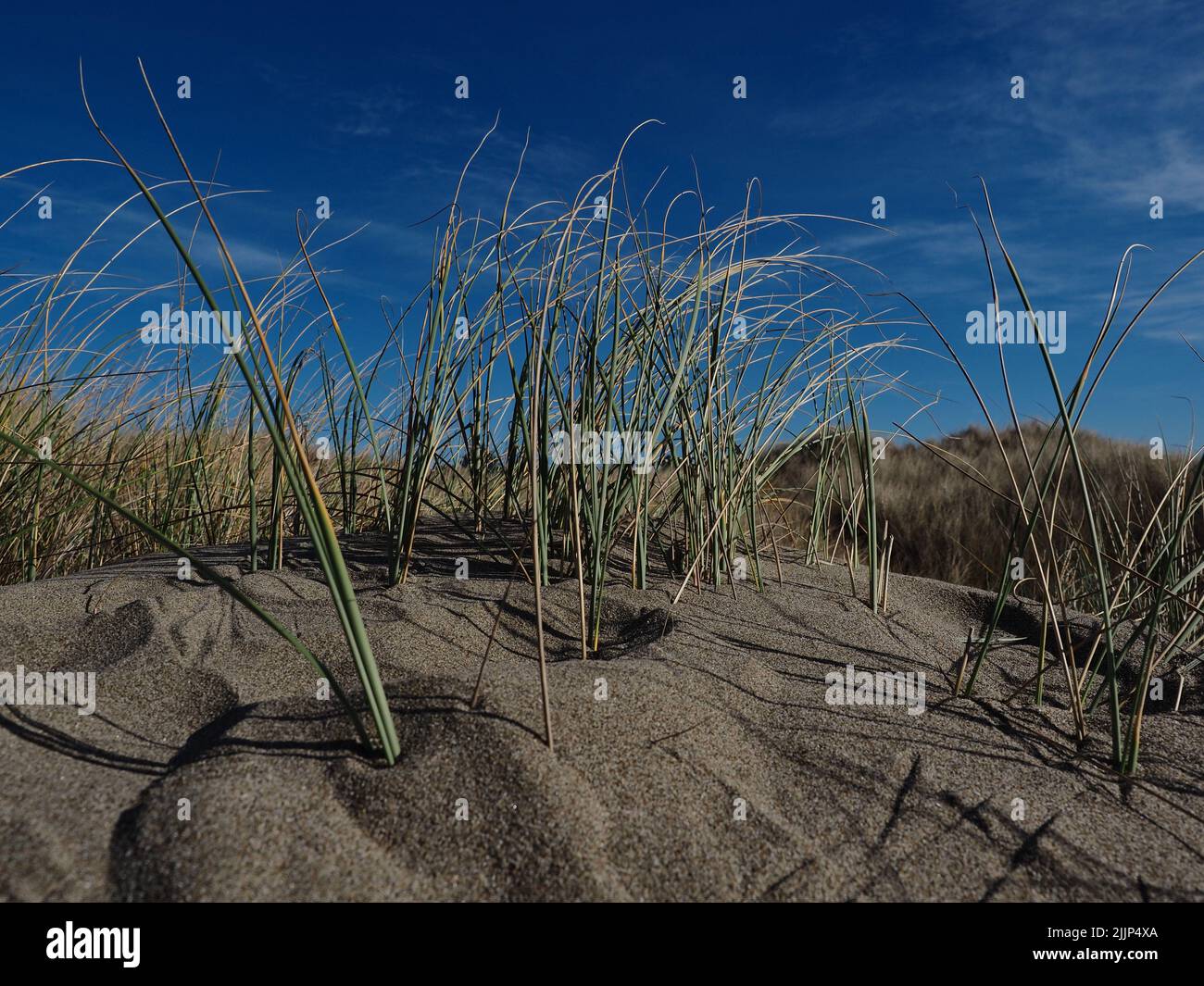Dry sand hi-res stock photography and images - Alamy