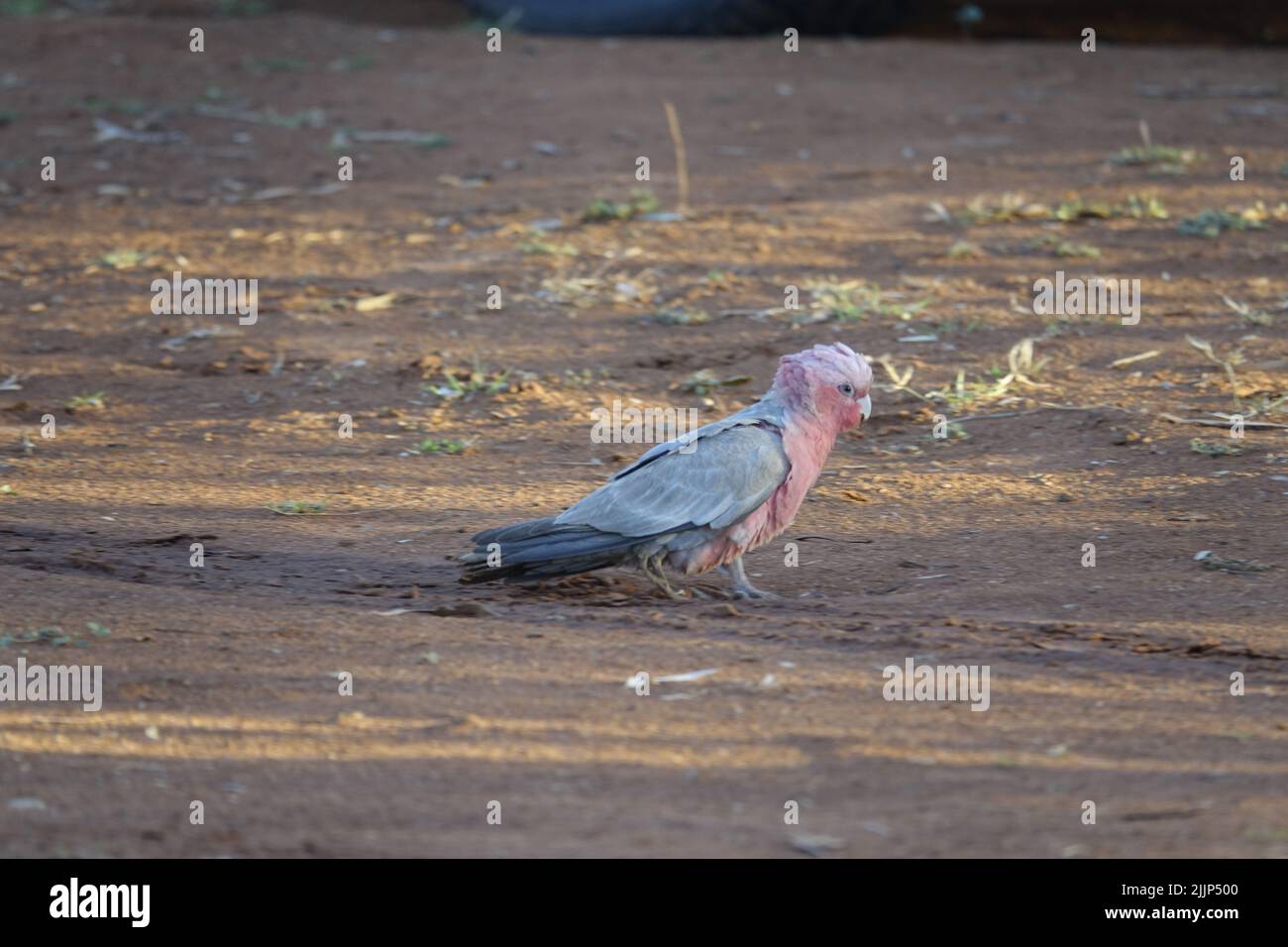 Parrot walking on the ground hi-res stock photography and images - Alamy
