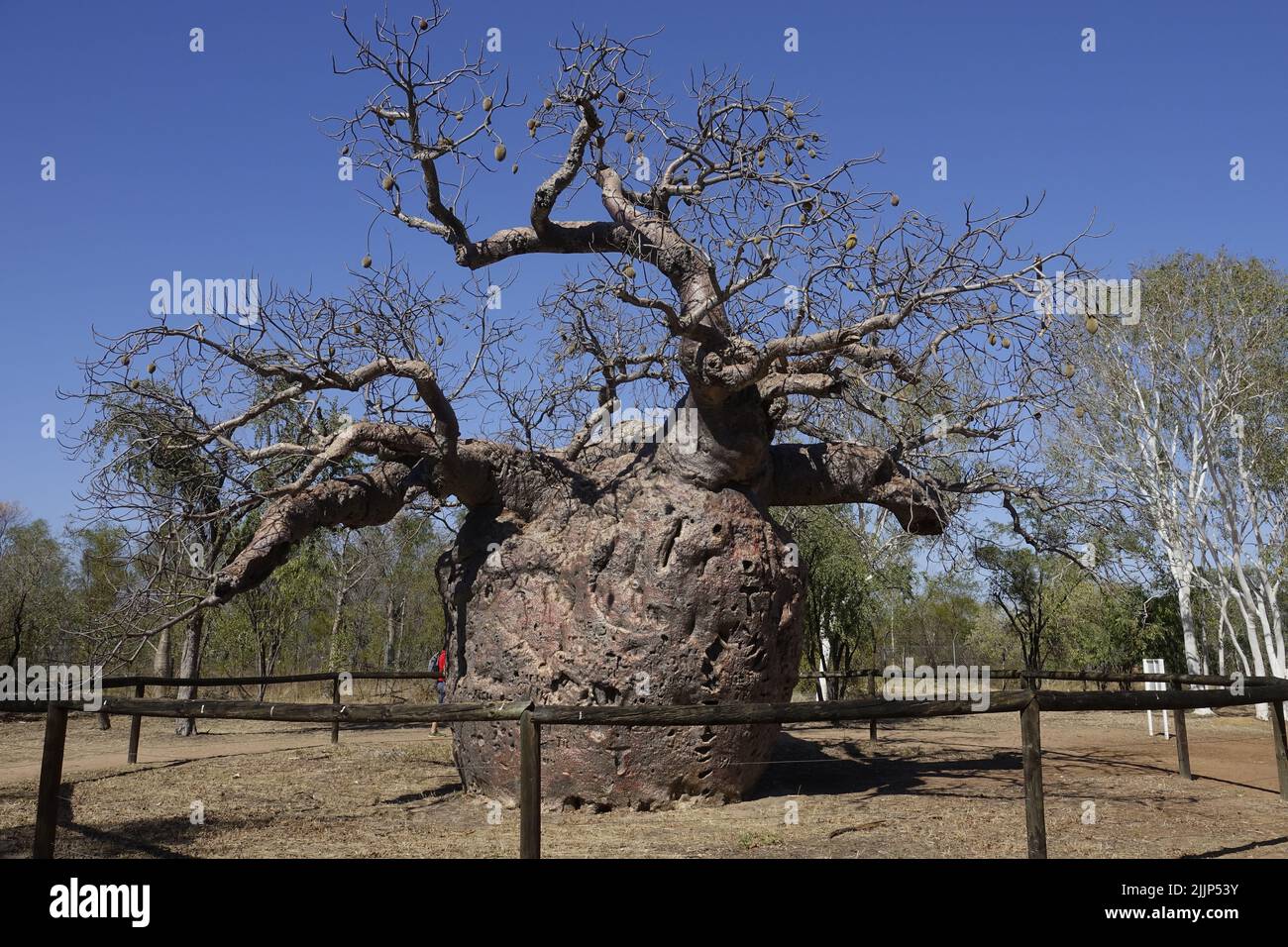 a photo of big old tree in forest Stock Photo - Alamy