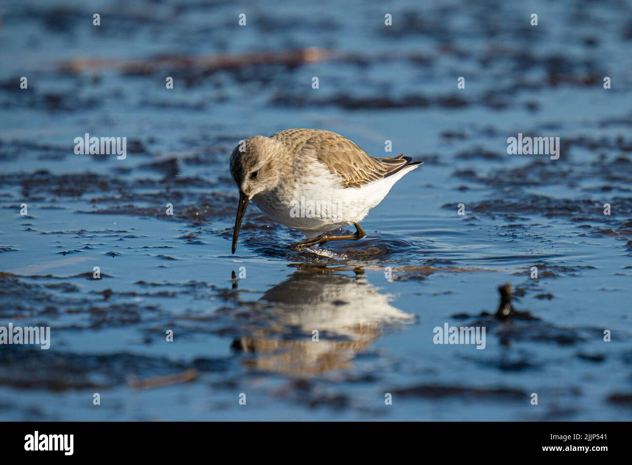 Alpina lake hi-res stock photography and images - Alamy