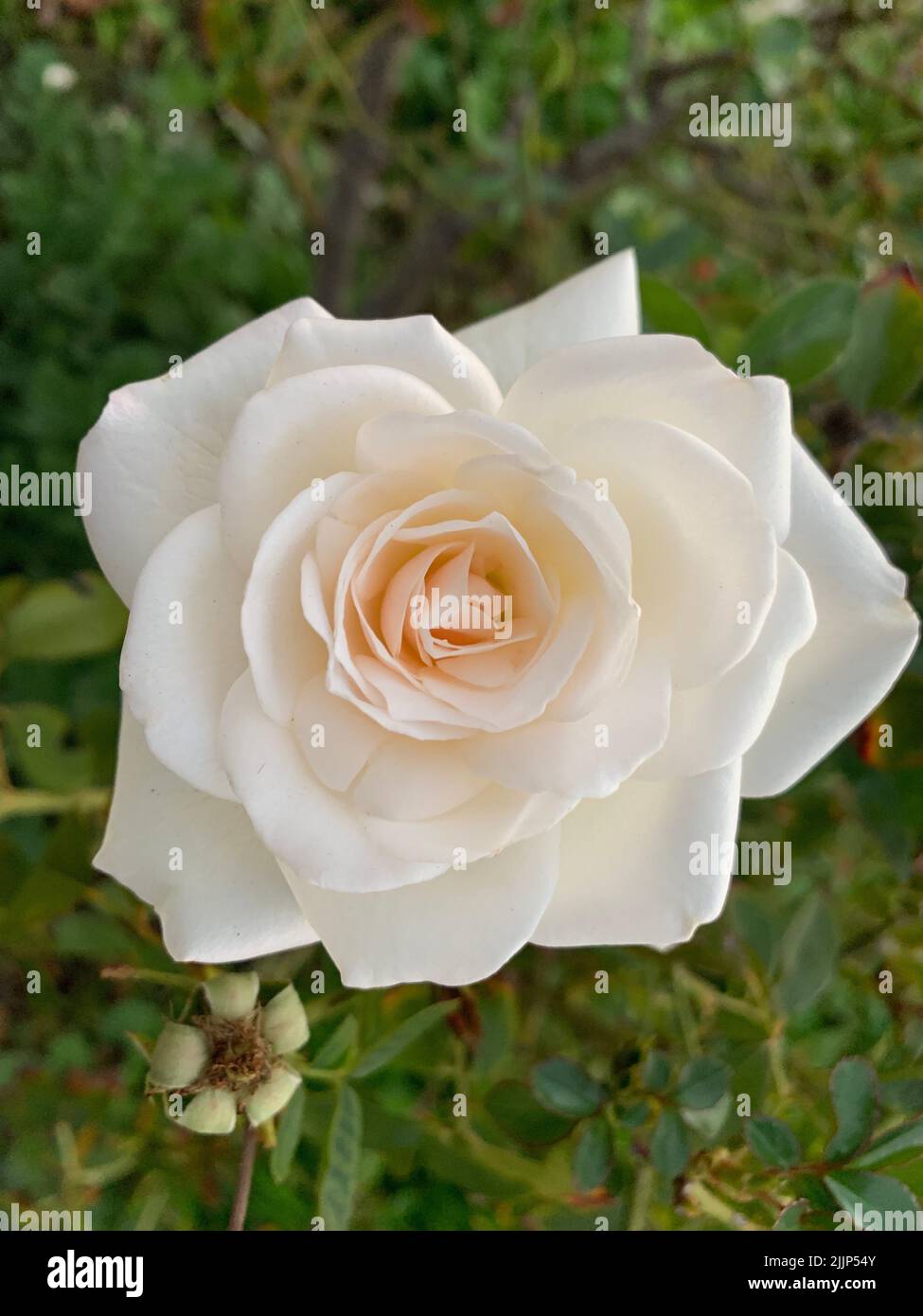 White rose in the garden hi-res stock photography and images - Alamy