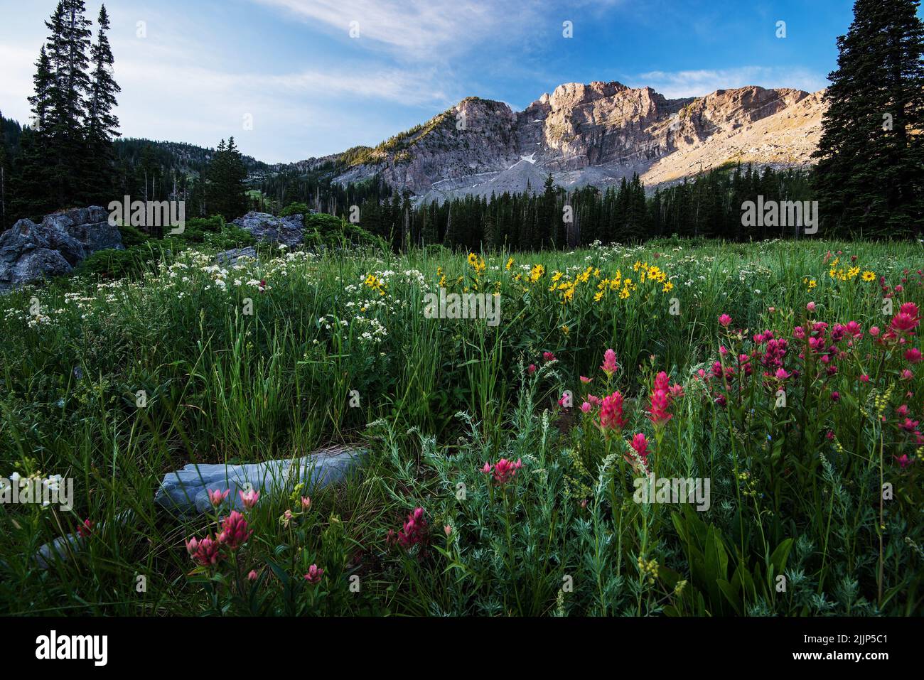 Multi colored wildflowers form a magnificent, foreground in the alpine ...