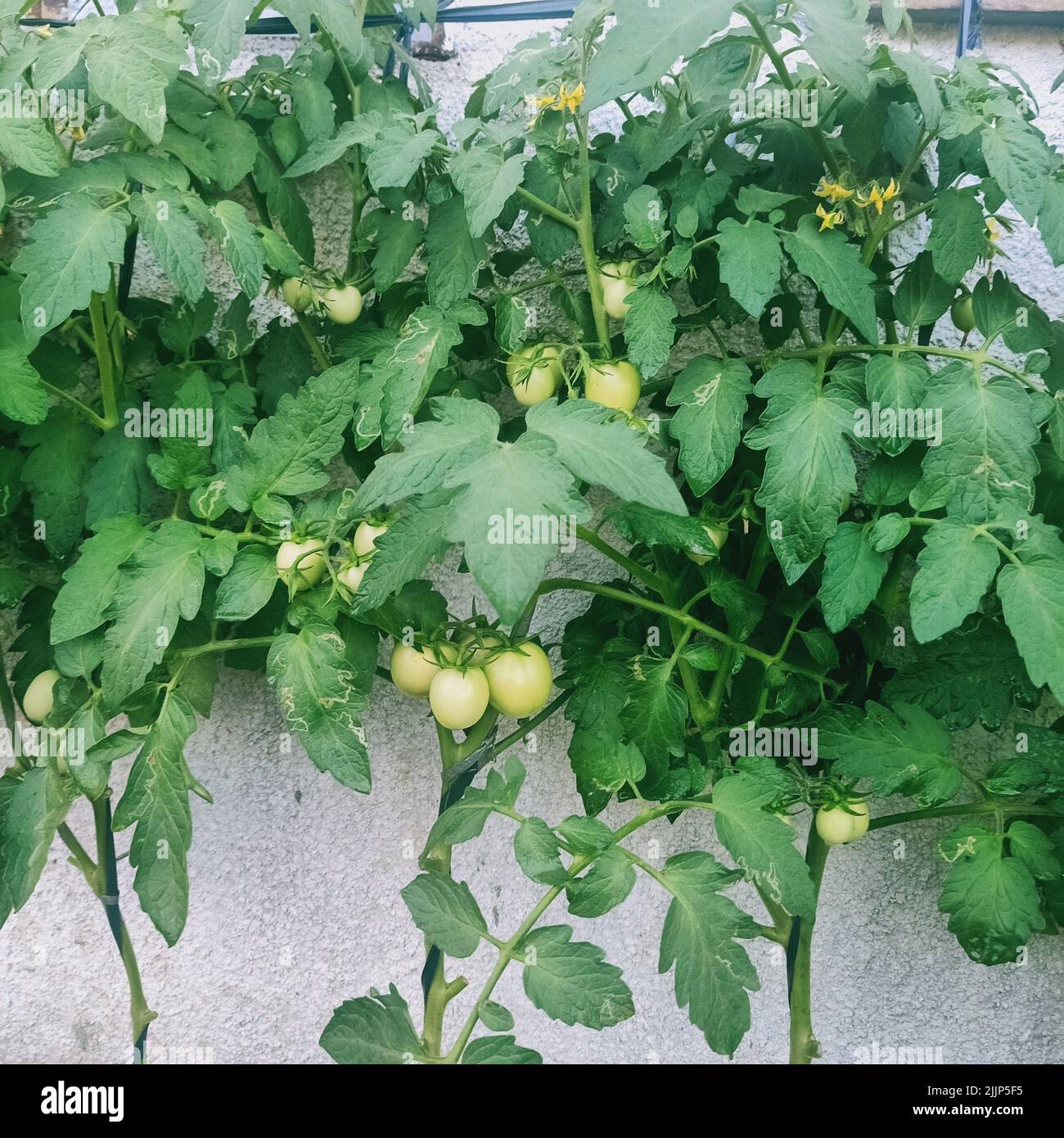A tomato tree with growing raw tomatoes against a white background ...