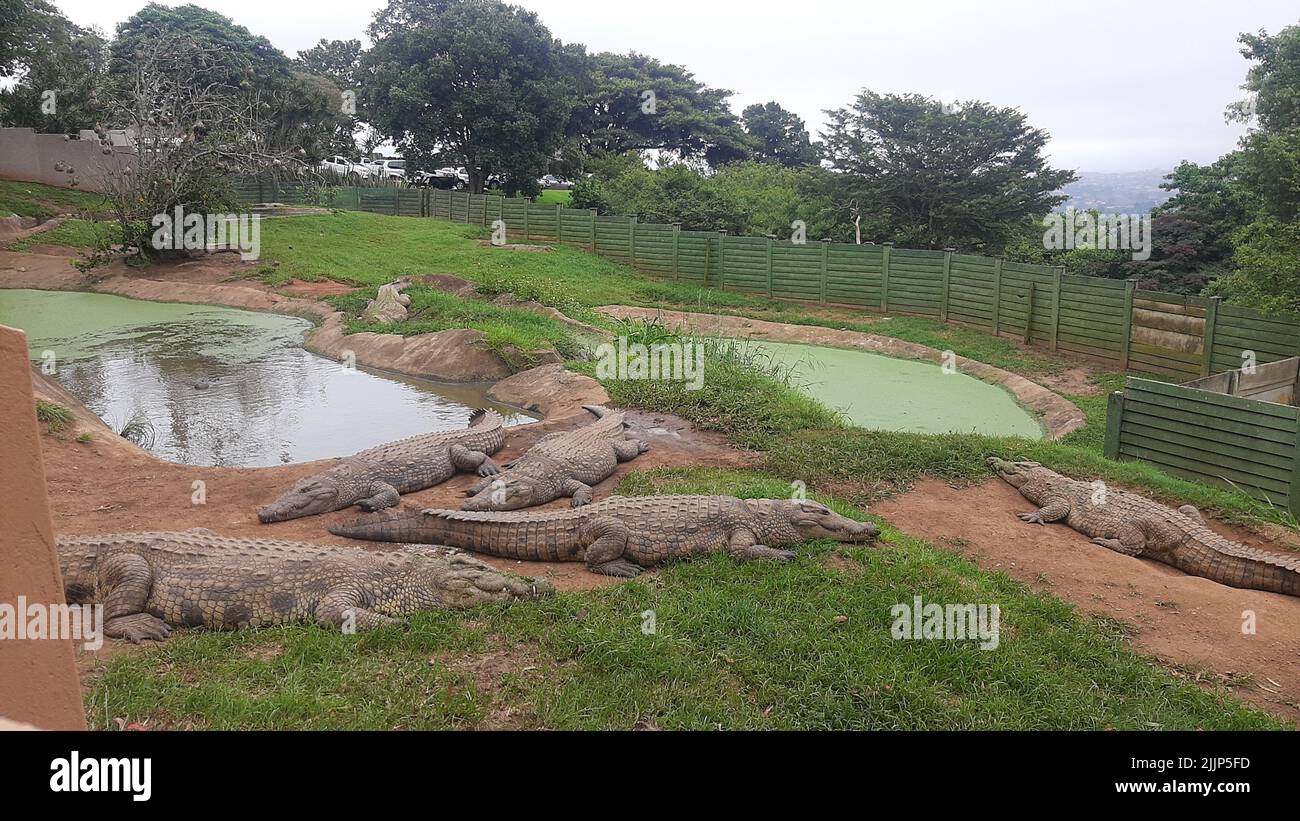 Crocodiles pond hi-res stock photography and images - Alamy