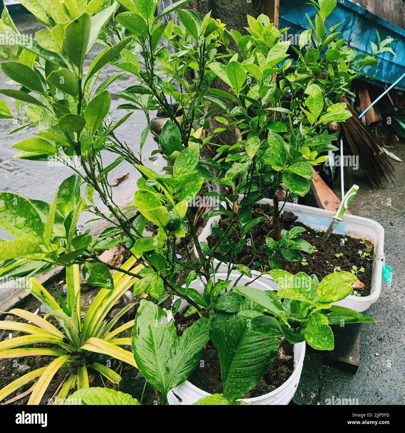 A bunch of different plants situated on the floor Stock Photo - Alamy
