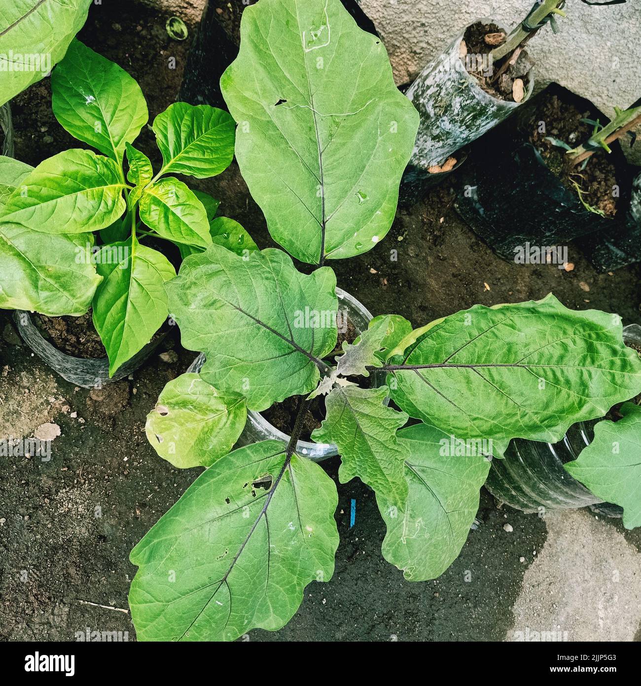Choy sum hi-res stock photography and images - Alamy