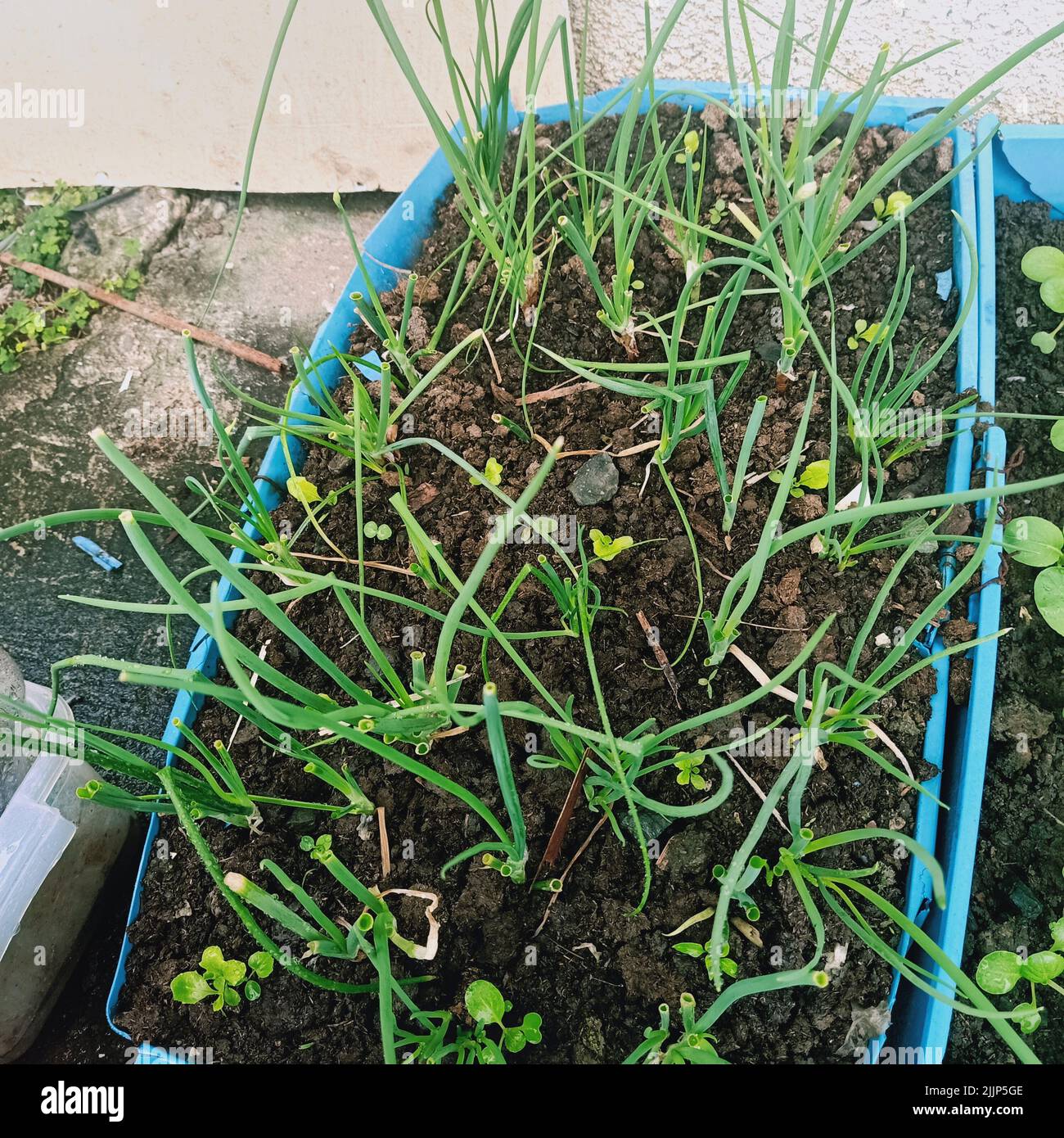 Scallion growing hi-res stock photography and images - Alamy