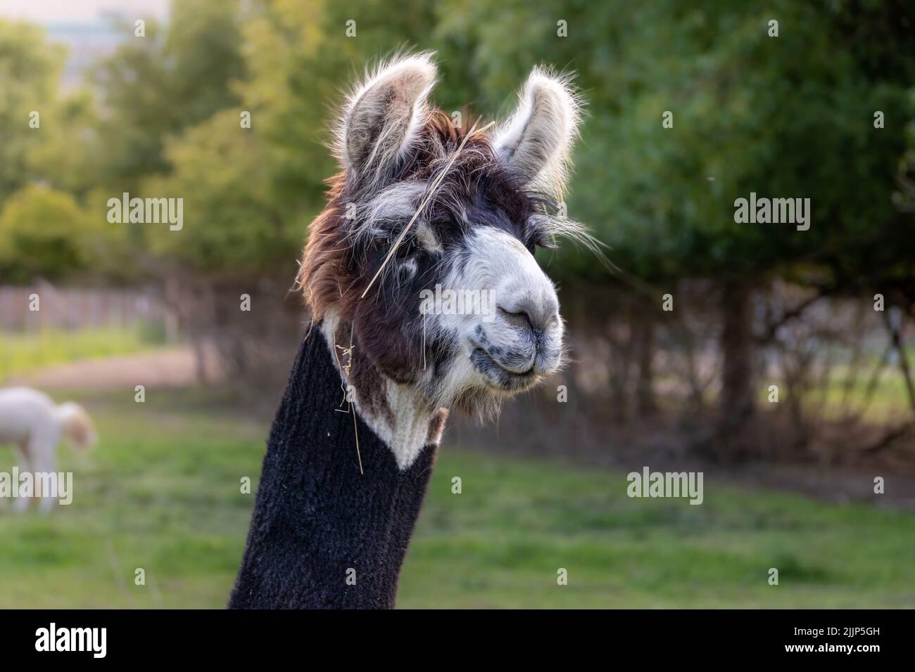 Lama closeup hi-res stock photography and images - Alamy