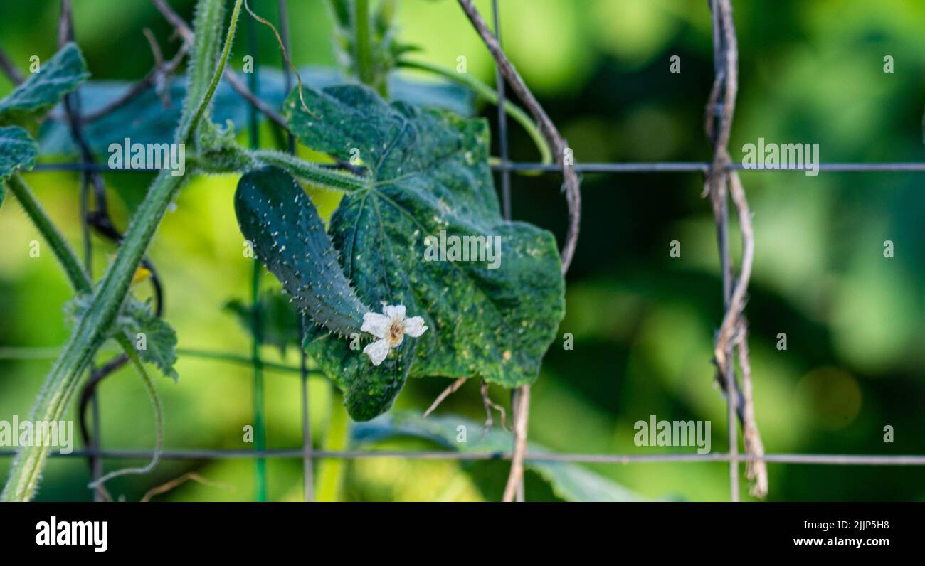 Growing cucumbers flowers in hi-res stock photography and images - Alamy