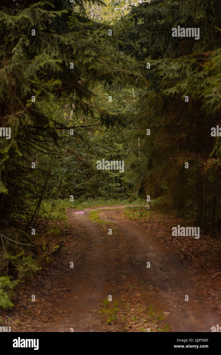 A vertical shot of a path stretching through a dense green forest with trees and leaves along ...