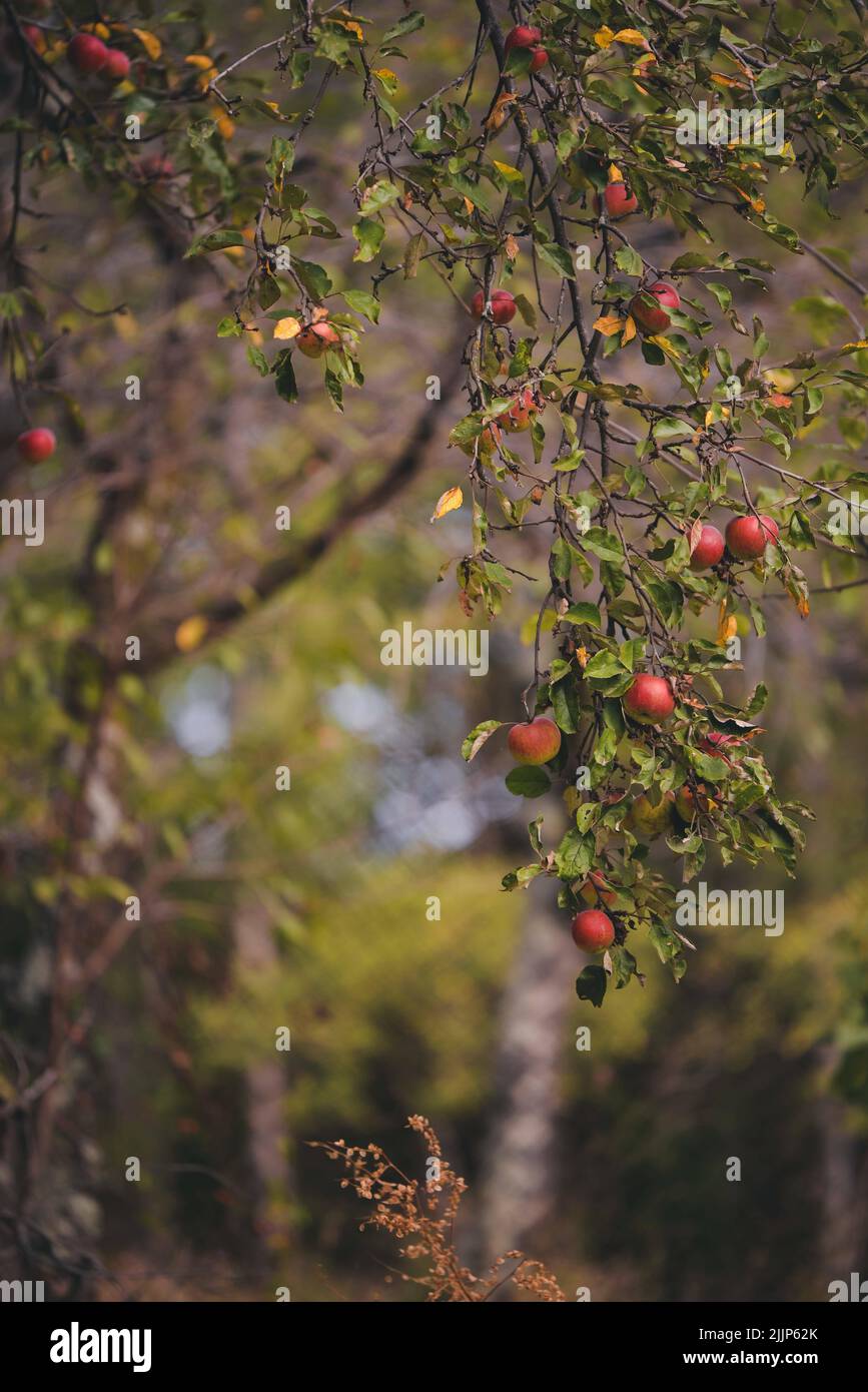 A vertical shot of a apple tree with red fruits on a blurry background ...