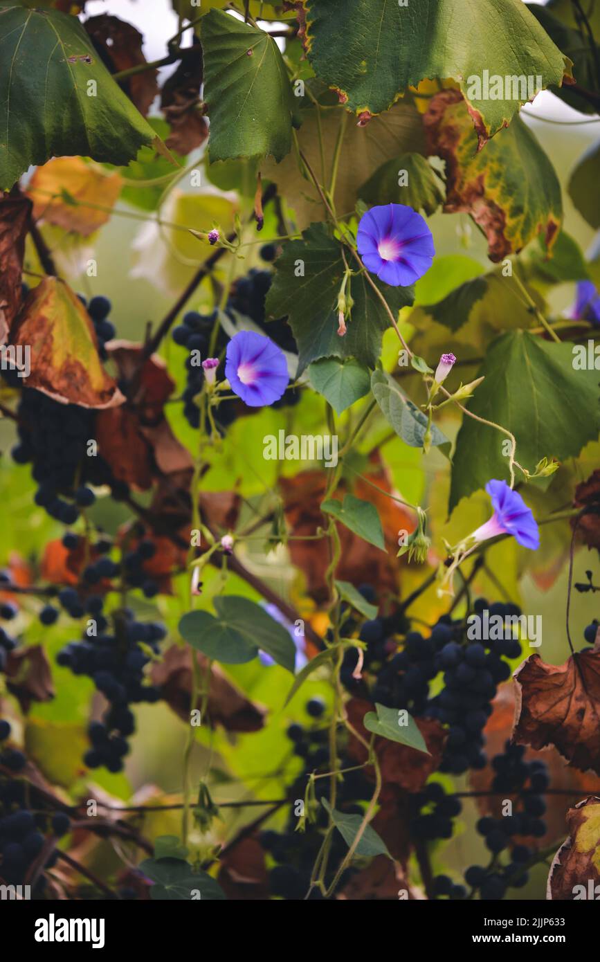 A vertical shot of a beach moonflower blooming near a grape vane with ...