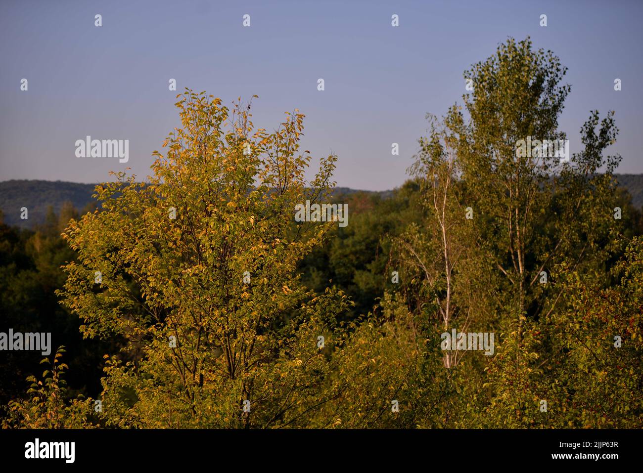 A view of a green forest against a clear cloudless sky Stock Photo - Alamy