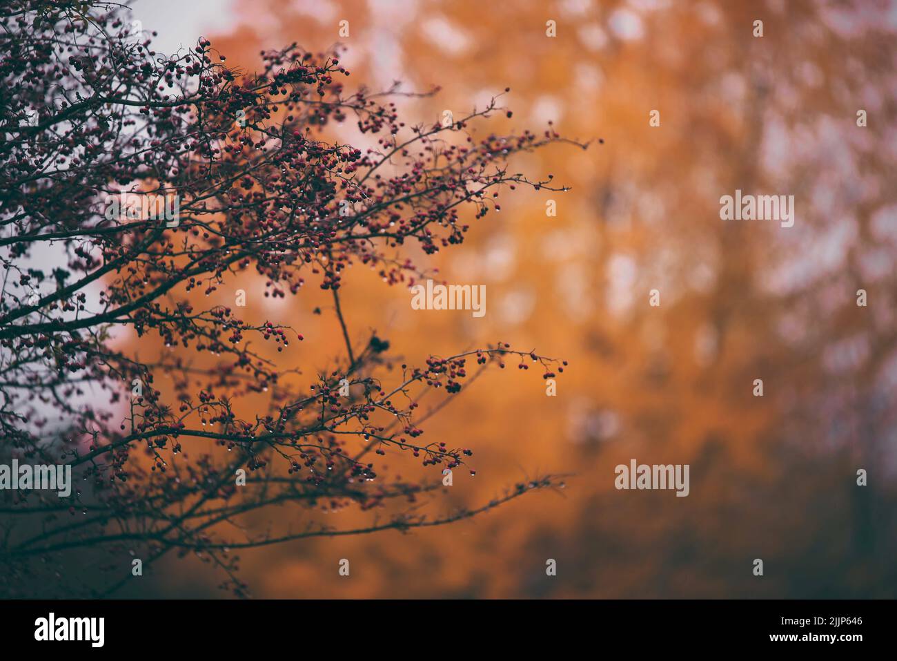 A closeup of a tree branch soaked in raindrops in a forest with blurry ...