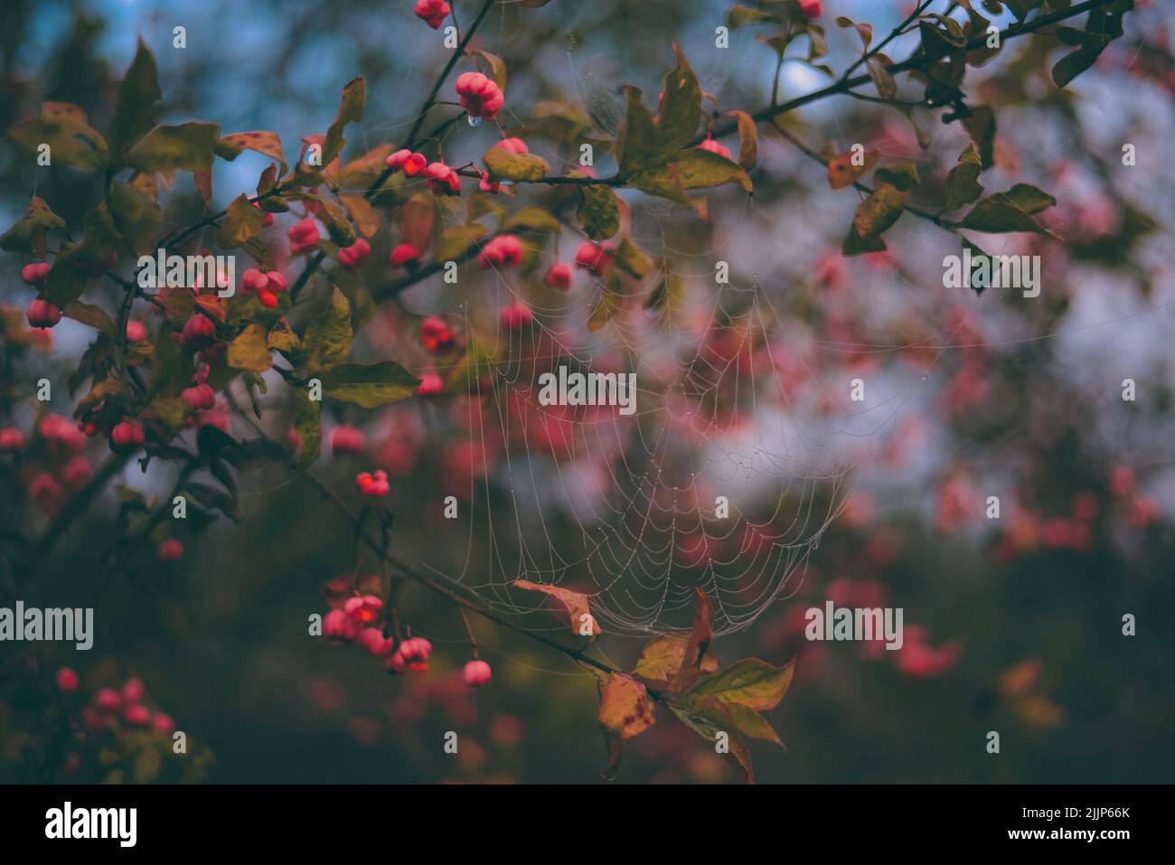 A closeup of a berry plant branch with dark red fruits on a blurry ...