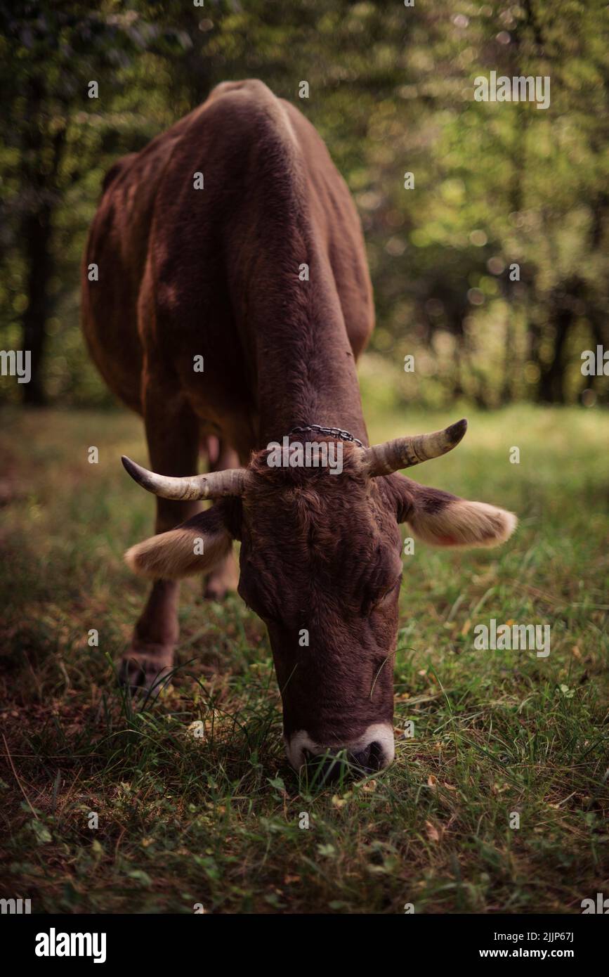 Farming farm green cow hi-res stock photography and images - Alamy