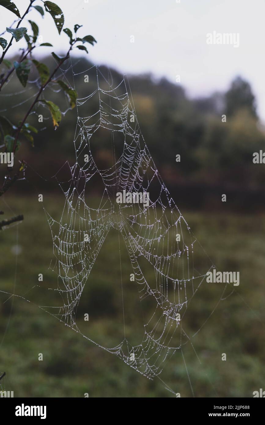 A vertical shot of a green field with spider web on a small plant in a ...