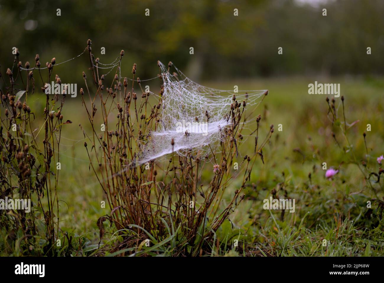 A green field with spider web on a small plant in a gloomy weather ...