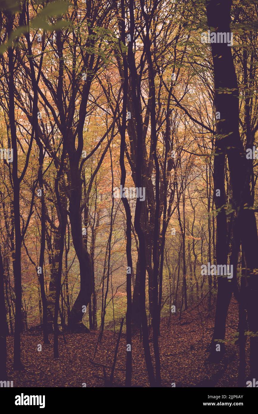 The tall tree trunks with colorful autumn leaves in the foggy forest ...