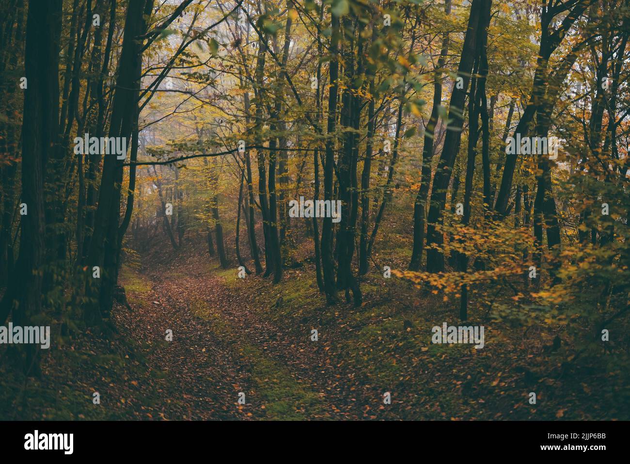 An empty path in between tall tree trunks with colorful autumn leaves ...